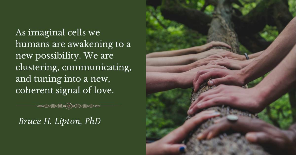 What are Imaginal Cells? - Bruce H. Lipton, PhD